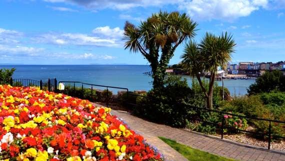 Wildflower meadow in Tenby will help monitor biodiversity | narberth ...