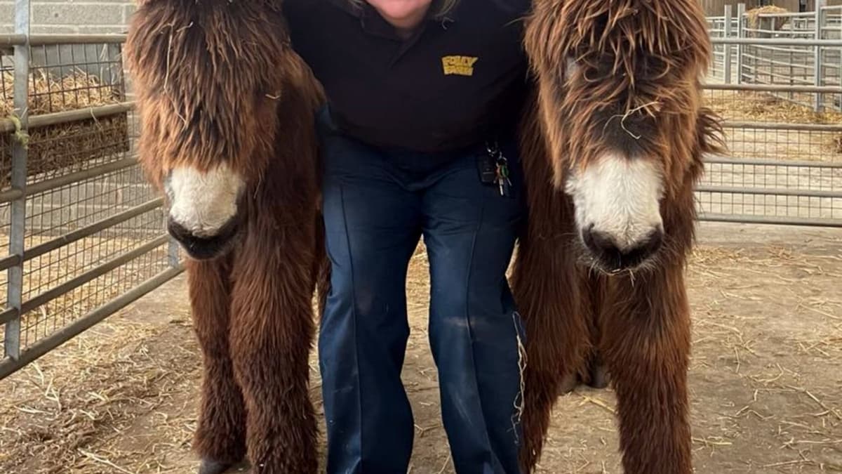One of the world’s largest donkey breeds arrives at Folly Farm ...
