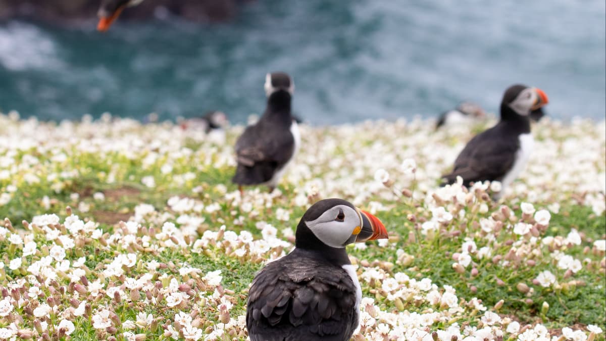 The birds of Skomer Island - a talk at the Foundry House, Pembroke ...